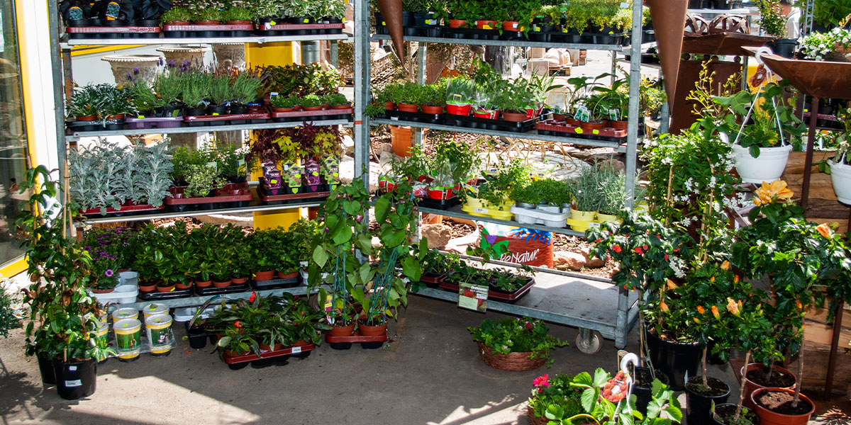 Beet-Balkonpflanzen – Cambeis-Gartenschmuck,Birkweiler